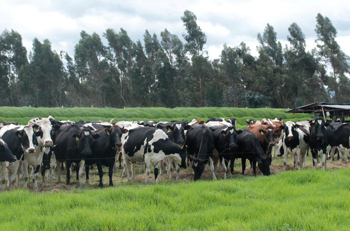 Manejo Nutricional De Su Pradera | Yara Colombia