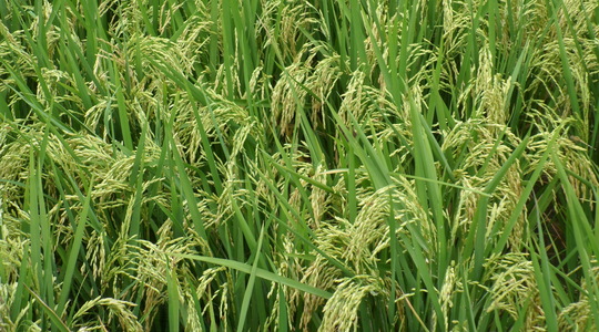 Arroz | Yara Ecuador