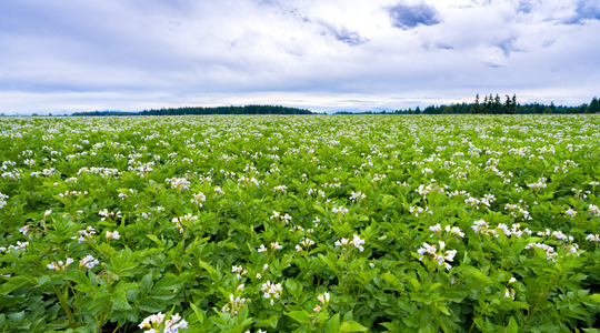 Yara Incubator Farm - Snake River Valley | Yara United States