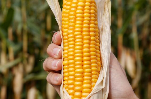 Cor Roxa nas Folhas do Milho | Yara Brasil