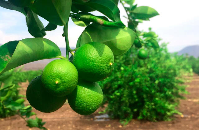 Tipos de citros: saiba mais sobre o clima e solo | Yara Brasil